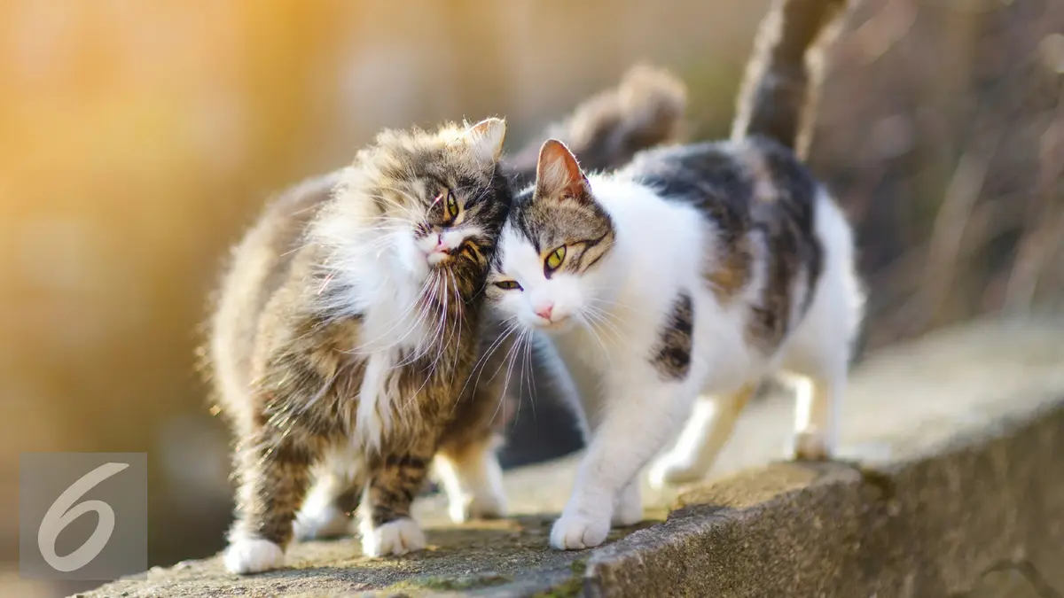 Berita Macam-Macam Jenis Kucing Hari Ini - Kabar Terbaru Terkini ...
