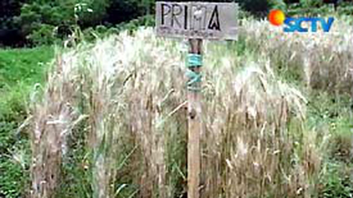 Gandum Dapat Dibudidayakan di Indonesia - News Liputan6.com