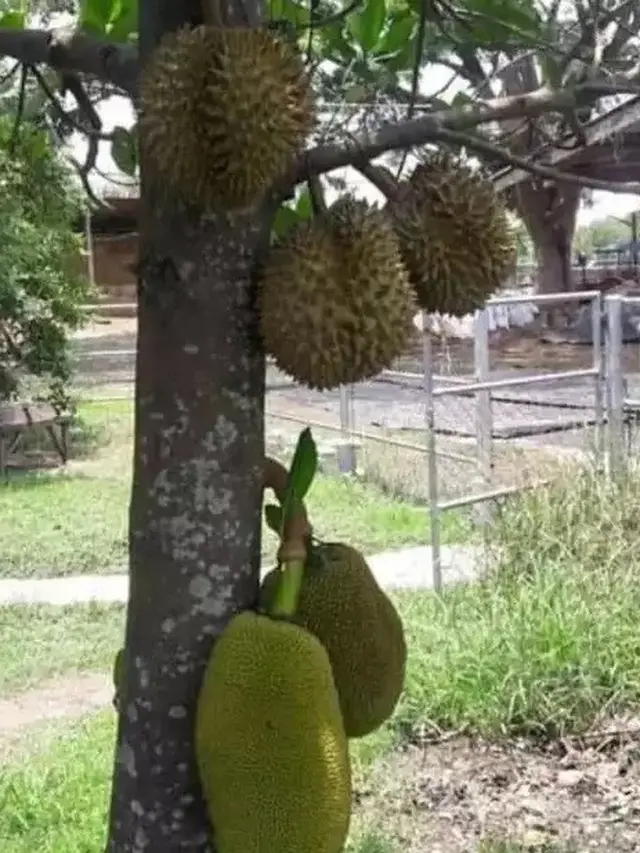 6 Potret Buah Tumbuh di Pohon yang Tak Sesuai Ini Bikin Bingung, Absurd ...