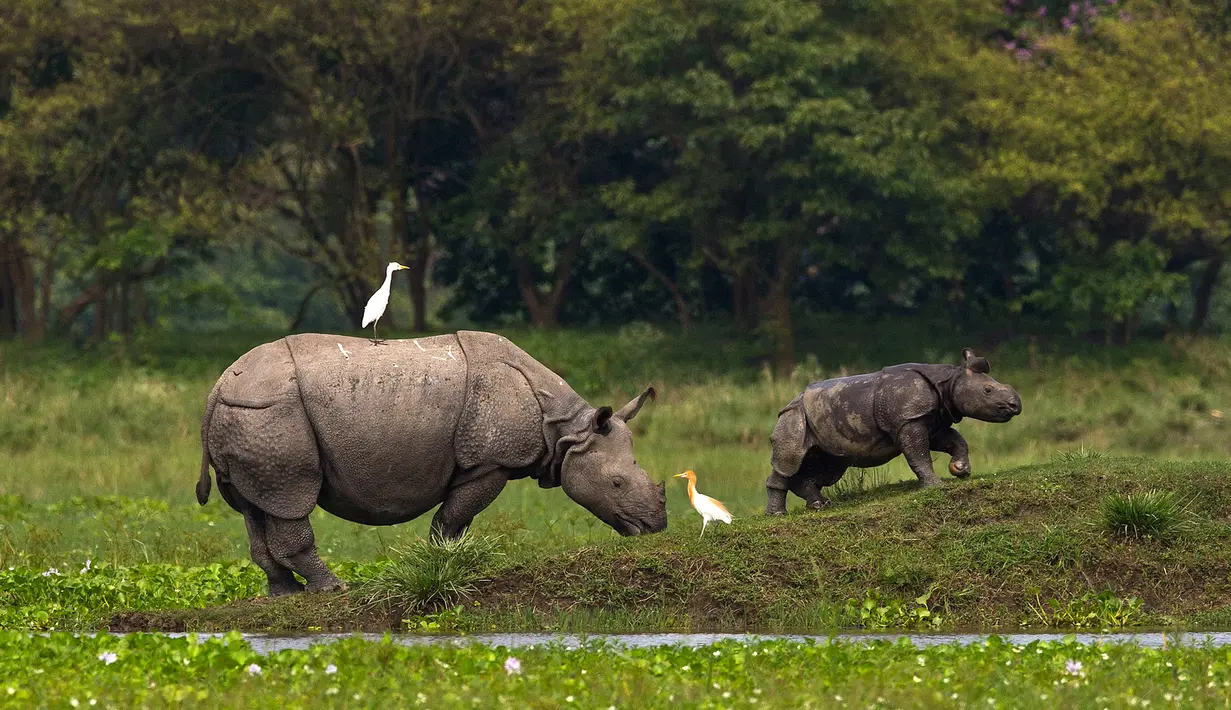 FOTO: Melihat Badak Bercula Satu di Suaka Margasatwa Pobitora - Foto ...