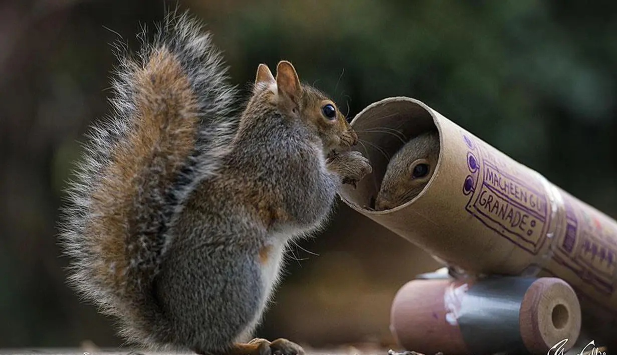Lihat Tupai Ini Sangat Bersemangat Dan Ceria di Semua Suasana - Photo ...