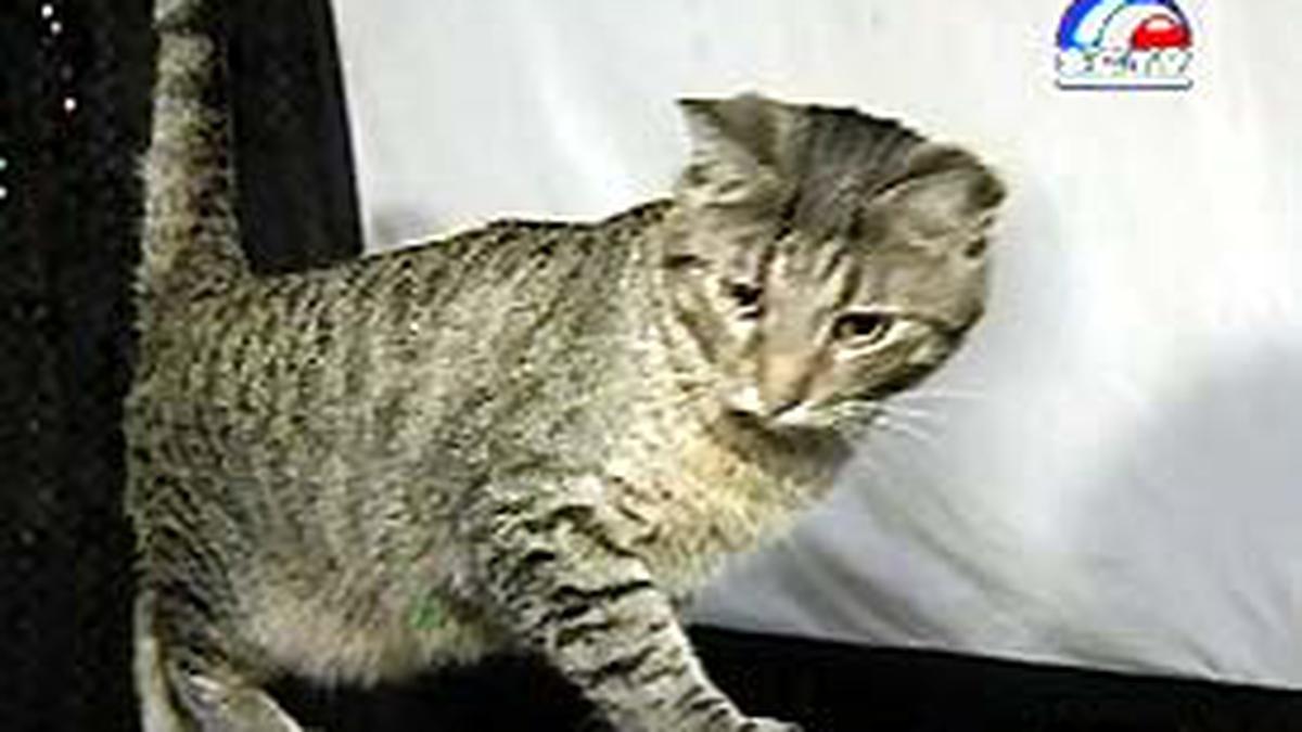 Kuyza, Kucing Jalanan yang Menjadi Bintang Teater - Global Liputan6.com