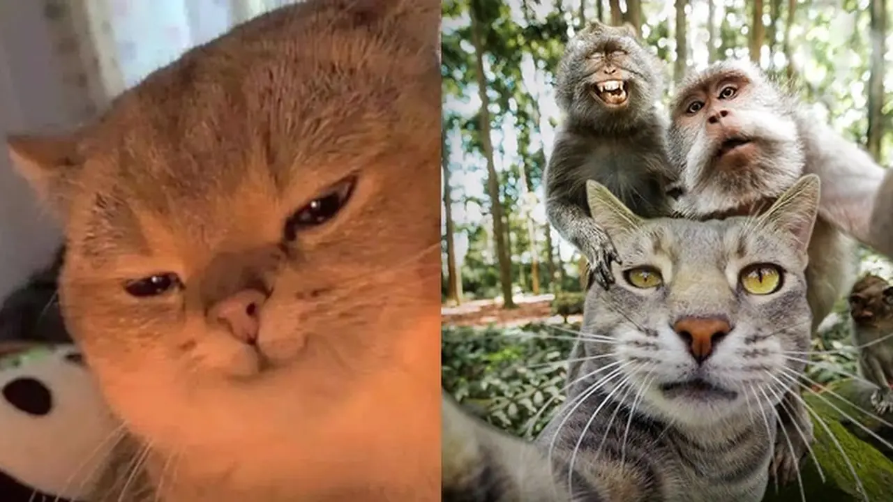 6 Pose Selfie Kucing Ini Bikin Gemes, Ekspresinya Lucu - Hot Liputan6.com