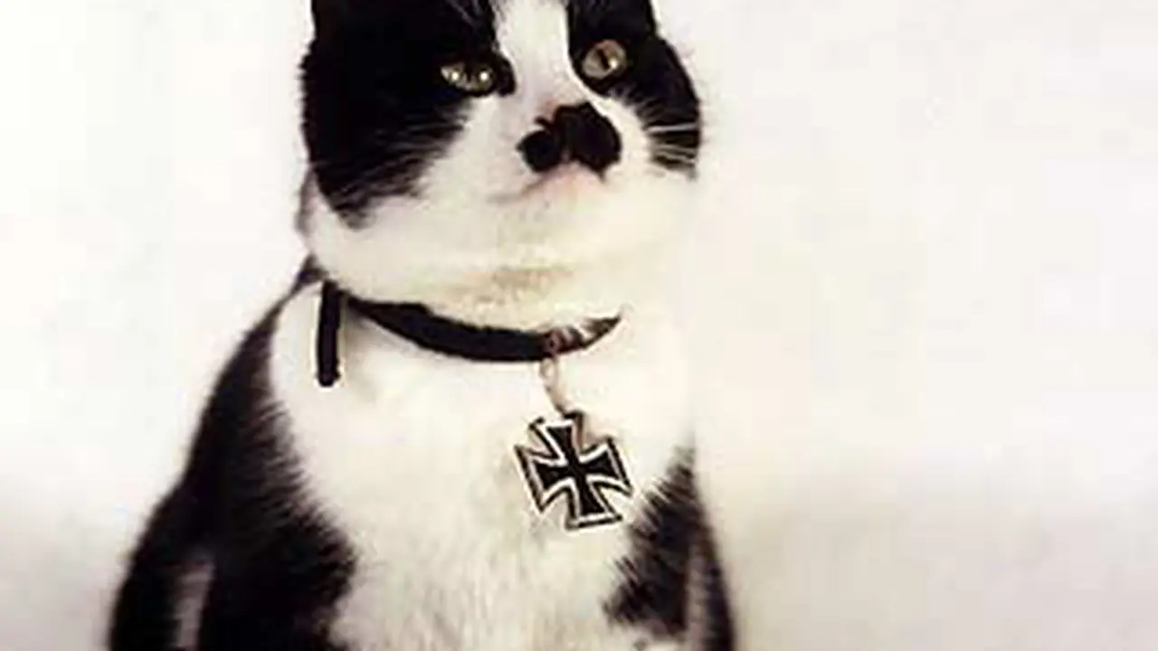 Kitler, Kucing Ber"kumis" Hitler - Global Liputan6.com