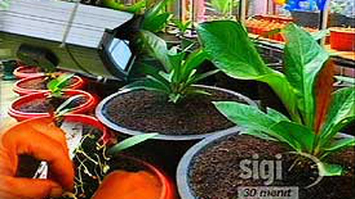 Pohon Duit Anthurium