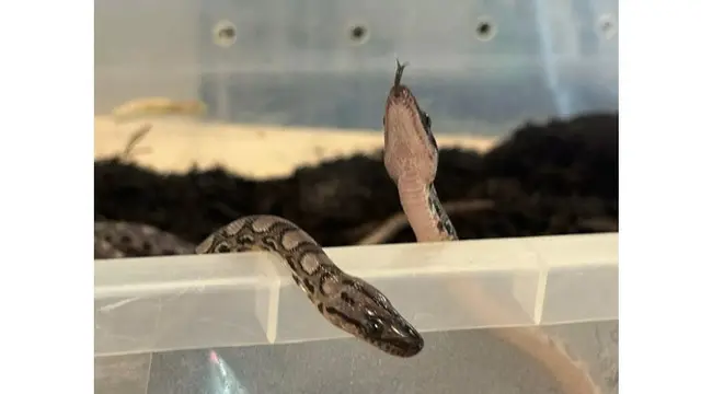 Ular 'Jantan' Melahirkan 14 Bayi Tanpa Pembuahan, Kejadian Langka - Hot ...