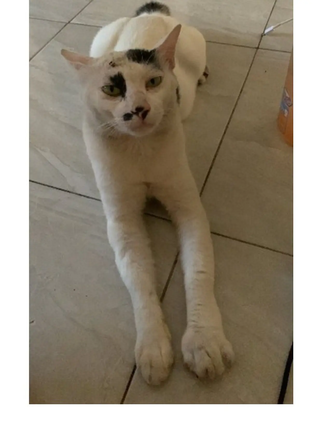 6 Potret Kaki Kucing Usai Disengat Lebah Ini Bikin Kaget - Hot Liputan6.com