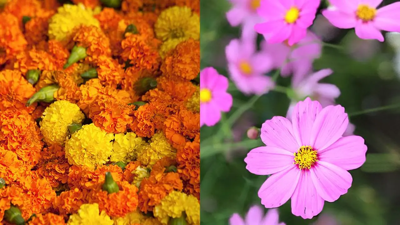 12 Bunga Berdasarkan Bulan Kelahiran dan Makna Rahasia di Baliknya