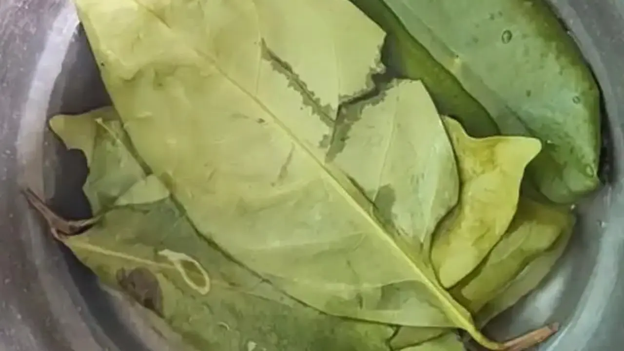 Trik Jitu Merebus Daun Salam agar Nutrisi Tetap Terjaga - Citizen6 ...
