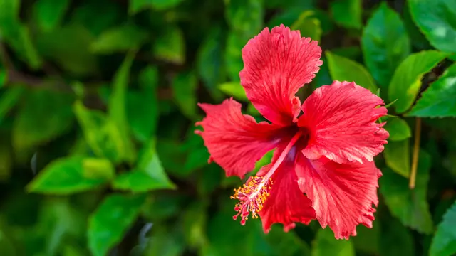 12 Bunga yang Ditakuti Ular untuk Cegah Masuk Rumah, Tanam di Taman ...