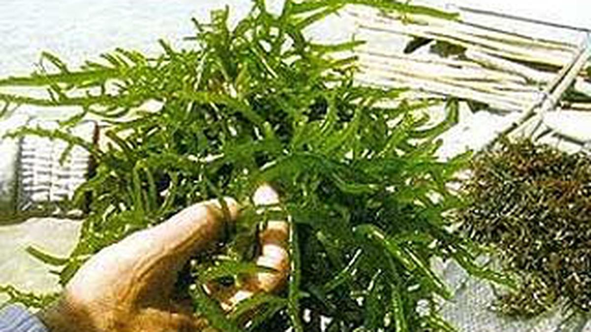 Miliki Jantung Sehat dengan Rumput Laut - Health Liputan6.com