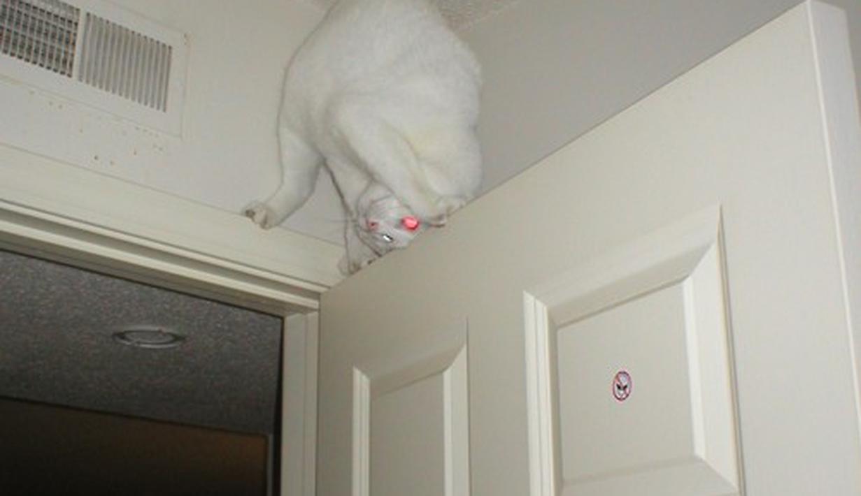 Ketika Kucing Berubah Wujud Jadi Ninja - Photo Fimela.com