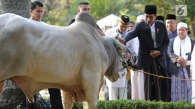 Nama-Nama Unik Sapi Kurban Presiden Jokowi: Dari Bawor Hingga Sutrisno - News Liputan6.com