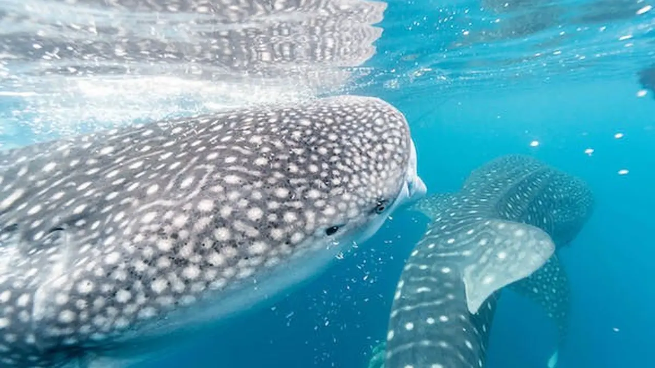 5 Ikan Terbesar di Dunia Menjelma Bak Monster Laut, Beratnya Sampai ...