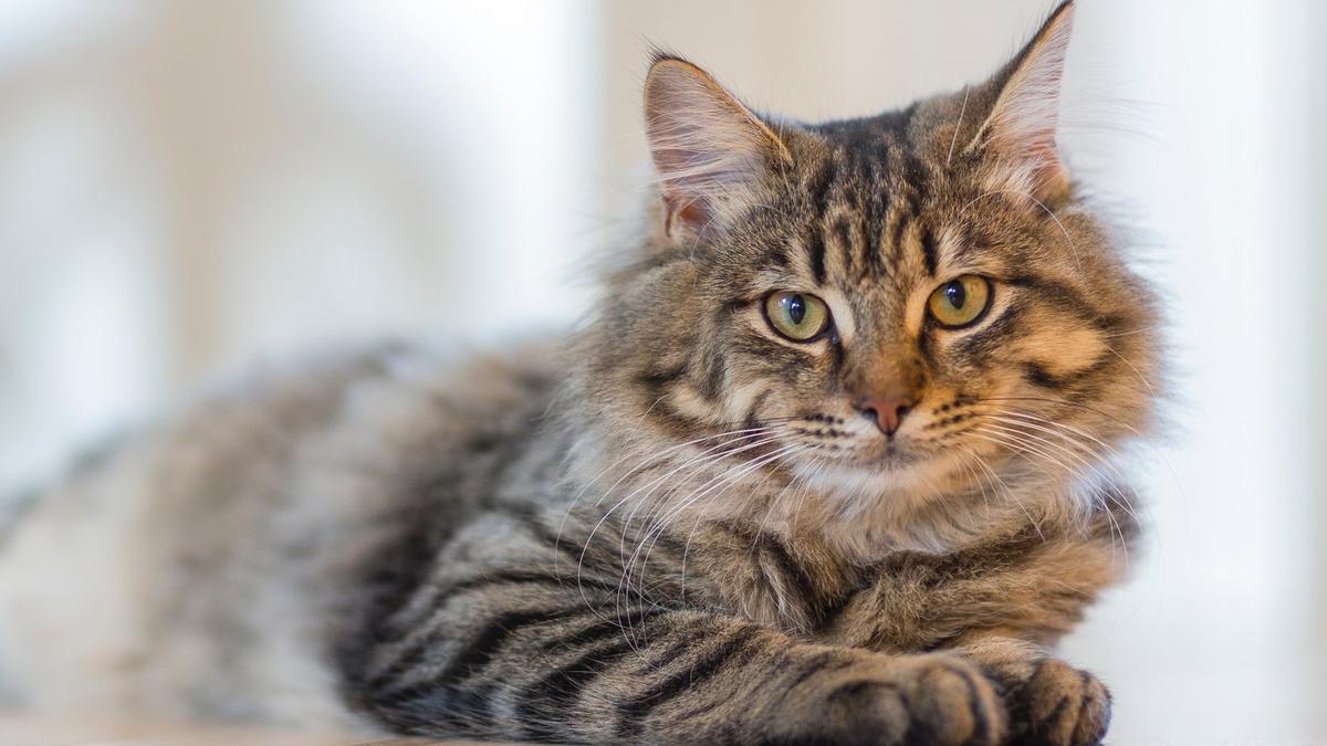 Penyebab Kucing Botak Tiba-tiba dan Cara Mengatasinya - Lifestyle ...