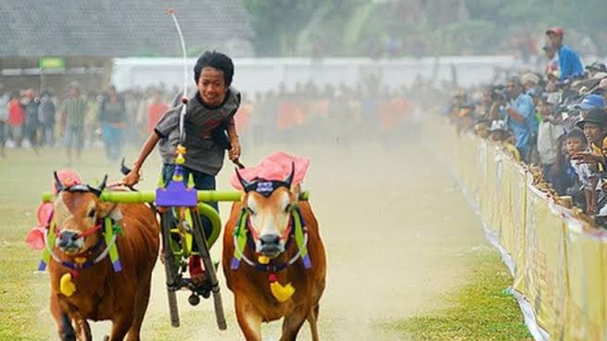 96 Pasang Sapi Ramaikan Lomba Kerapan Sapi di Probolinggo Akhir Pekan ...