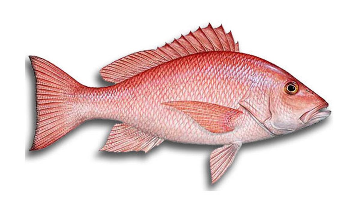 Ini Dia Buktinya Kalau Ikan Kakap Merah Sangat Layak Dikonsumsi!