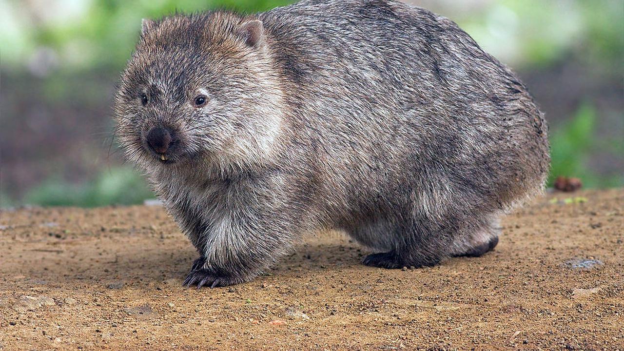 Mengenal Wombat, Satwa Pengerat Asal Australia di Taman Safari II Prigen