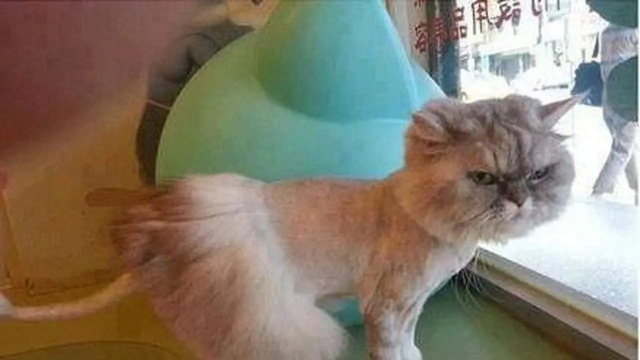 8 Potret Kucing Dicukur Bulunya, Penampilannya Bikin Kasihan - Hot ...