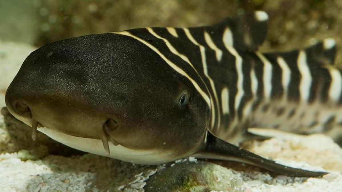 Mengenal Hiu 'Zebra' - Global Liputan6.com