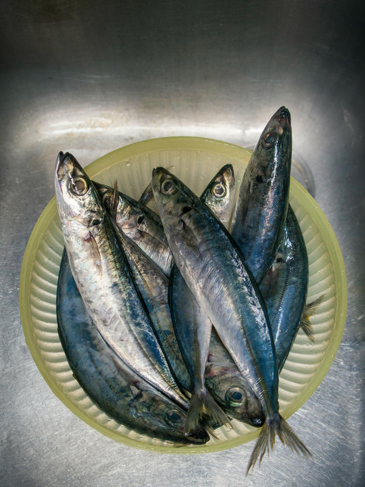 Tips Simpan Ikan Tahan Lama di Freezer: Awet, Segar, dan Tetap Layak ...