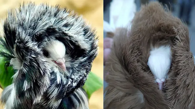 Cantiknya Merpati Jacobin si Burung Modis Sedunia - Lifestyle Liputan6.com