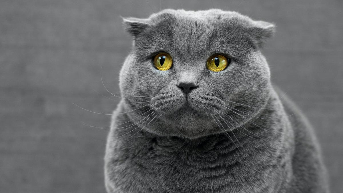 Kumpulan Nama Kucing Terinspirasi dari Bahasa Korea yang Lucu dan Mudah ...