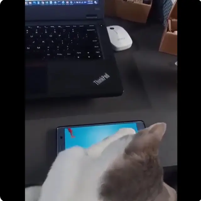 Bertingkah Seperti Manusia, 6 Potret Kucing saat Main HP Ini Bikin ...