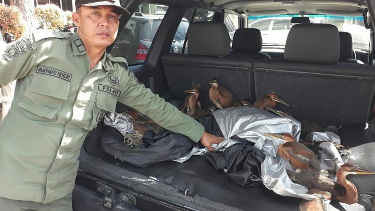 Bisnis Jual Beli Burung Cangak Merah Marak di Pekanbaru
