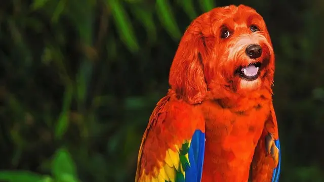 6 Editan Foto Jika Hewan Lain Jadi Burung Ini Kreatif, Unik Banget - Hot Liputan6.com