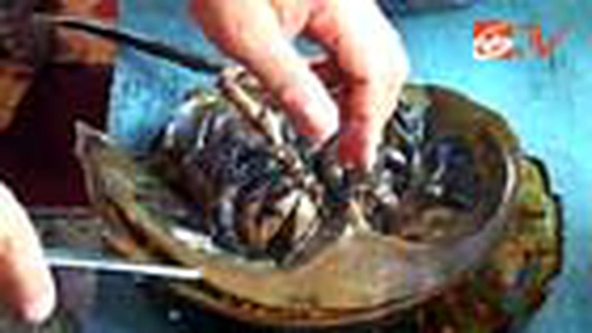 Berita kepiting purba Hari Ini - Kabar Terbaru Terkini | Liputan6.com