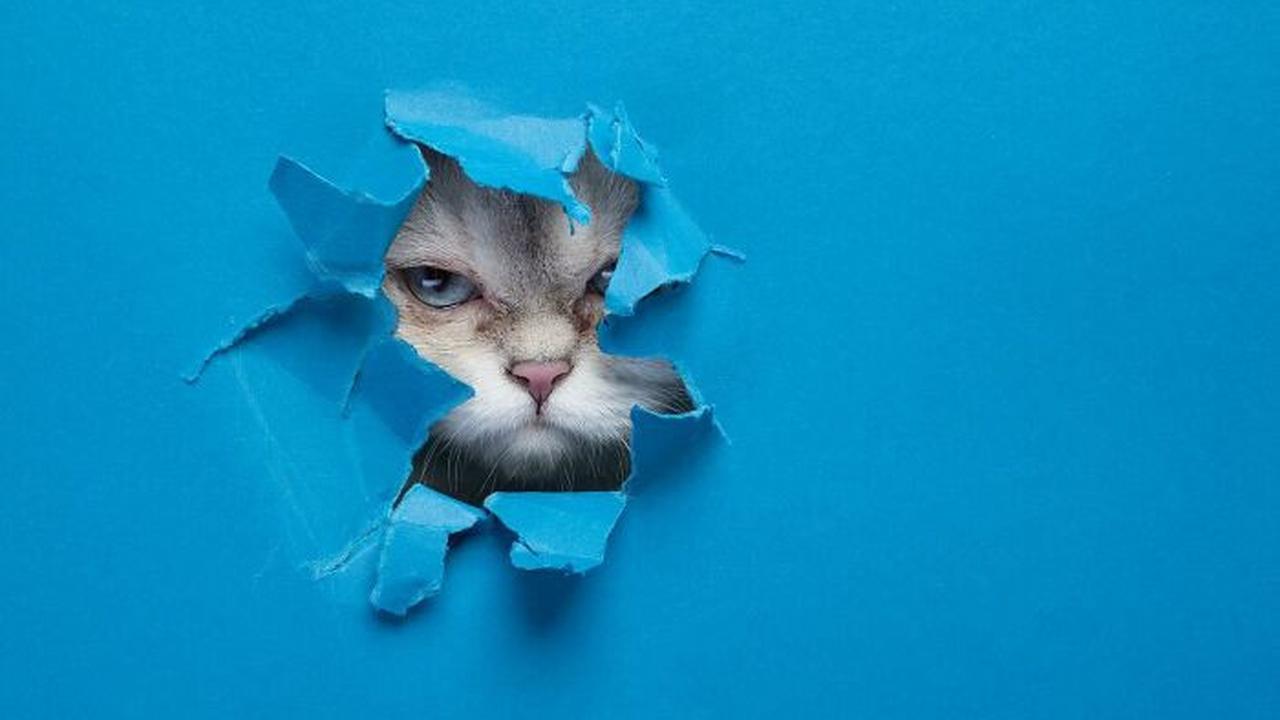 4 Fakta Terkait Kabar Viral 21 Kucing di Sunter Jakarta Utara Mati Mendadak