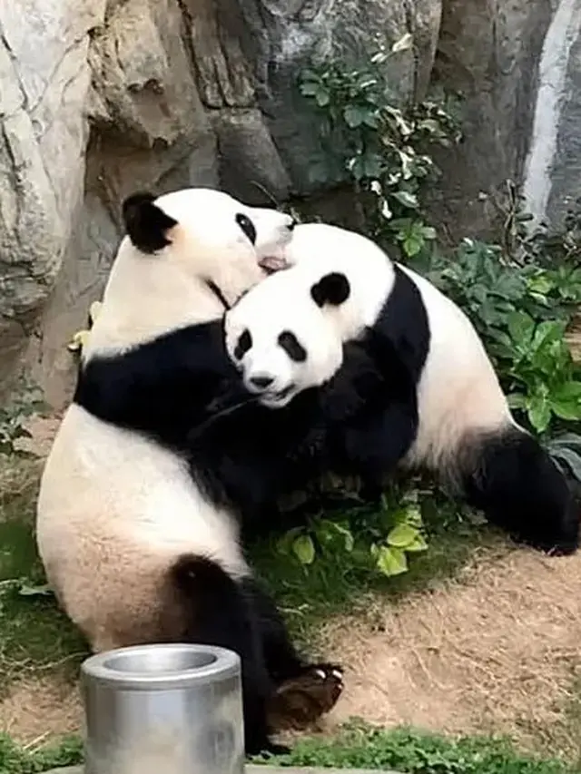 Pertama Sejak 10 Tahun, Panda di Kebun Binatang Hong Kong Berhasil ...