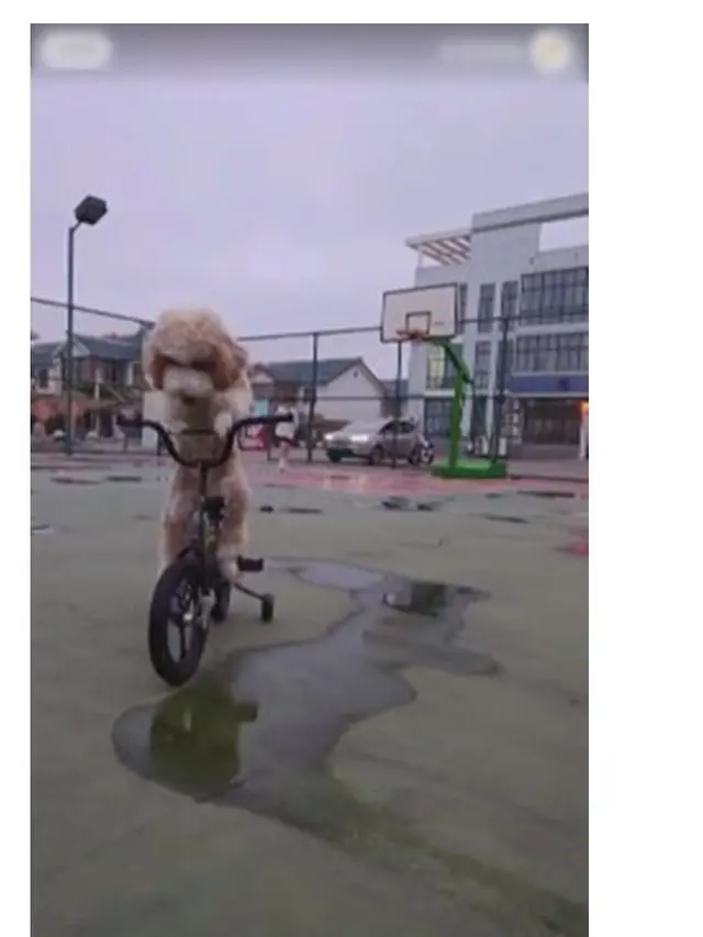 Viral, Video Anjing Kendarai Sepeda untuk Jalan-Jalan Ini Bikin Gemas