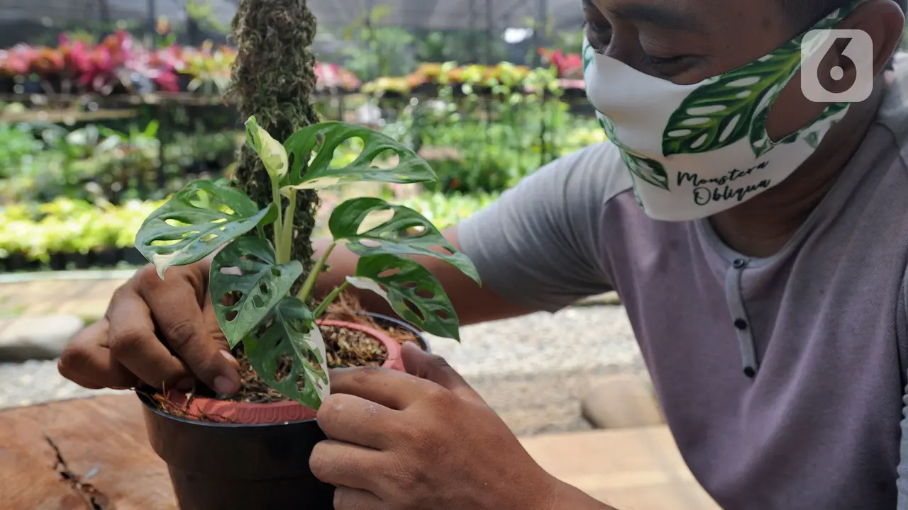 9 Jenis Tanaman Monstera dan Keunikannya, Salah Satunya Janda Bolong ...