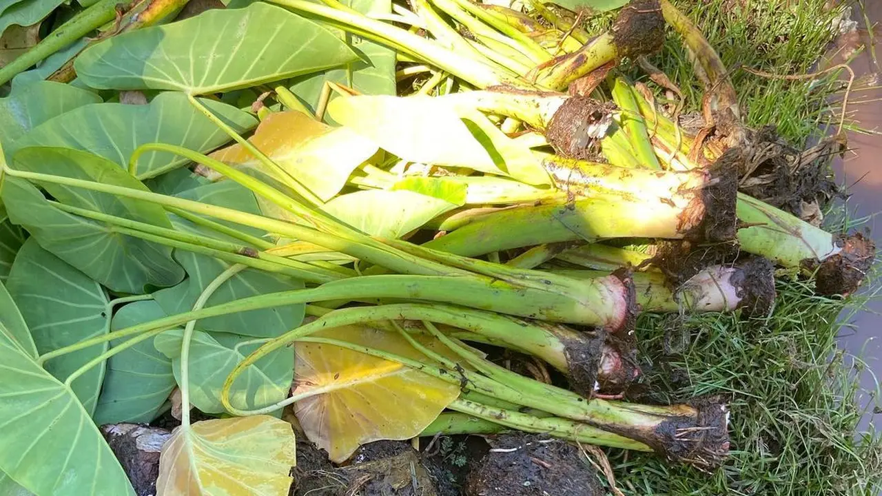 Lompong, Batang Talas yang Bernutrisi dan Kaya Manfaat - Hot Liputan6.com