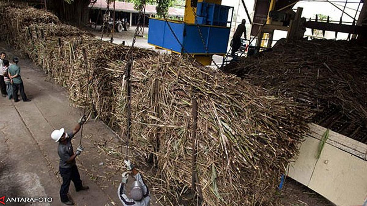 Bangun Pabrik Gula, BUMN Cari Lahan 8 Ribu Hektar