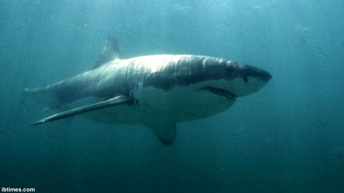 Ngeri... Hiu Gigit dan Bawa Kabur Lengan Seorang Gadis - Global ...