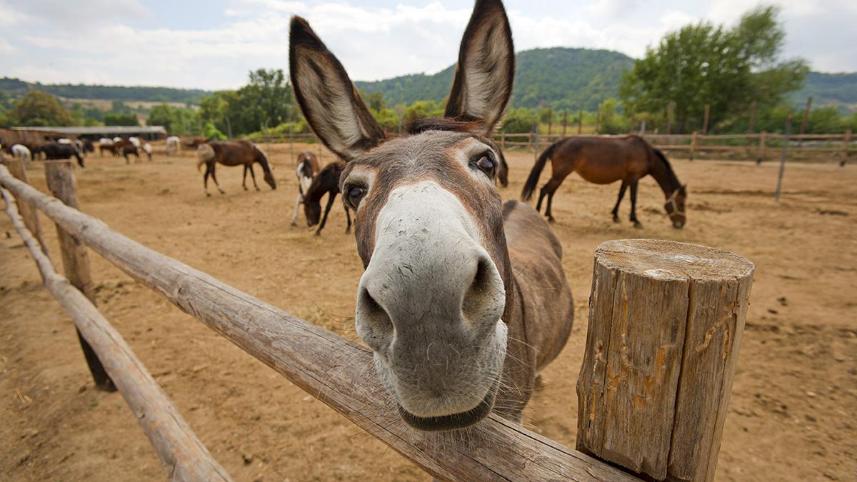 Mirip Kuda dan Zebra, Apa Hukum Makan Daging Keledai?
