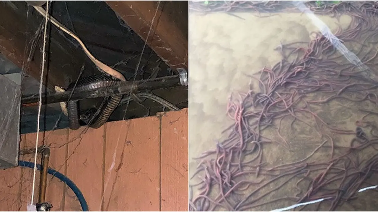 6 Potret Ruang Bawah Tanah Terbengkalai di Dalam Bangunan Tua, Bikin Merinding - Hot Liputan6.com