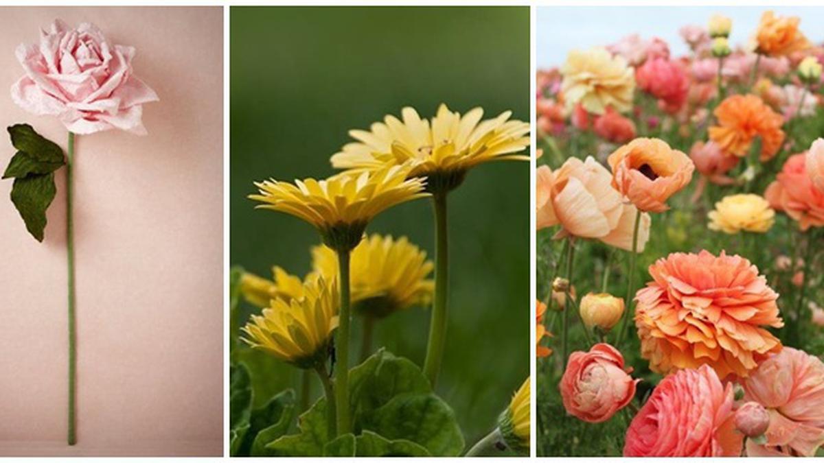 Arti Di Balik Bunga Pemberian Pasangan Anda