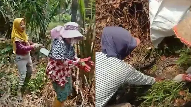 Viral Sekelompok Emak-Emak Tangkap Ular Piton, Ekspresi Girang Curi Perhatian - Hot Liputan6.com