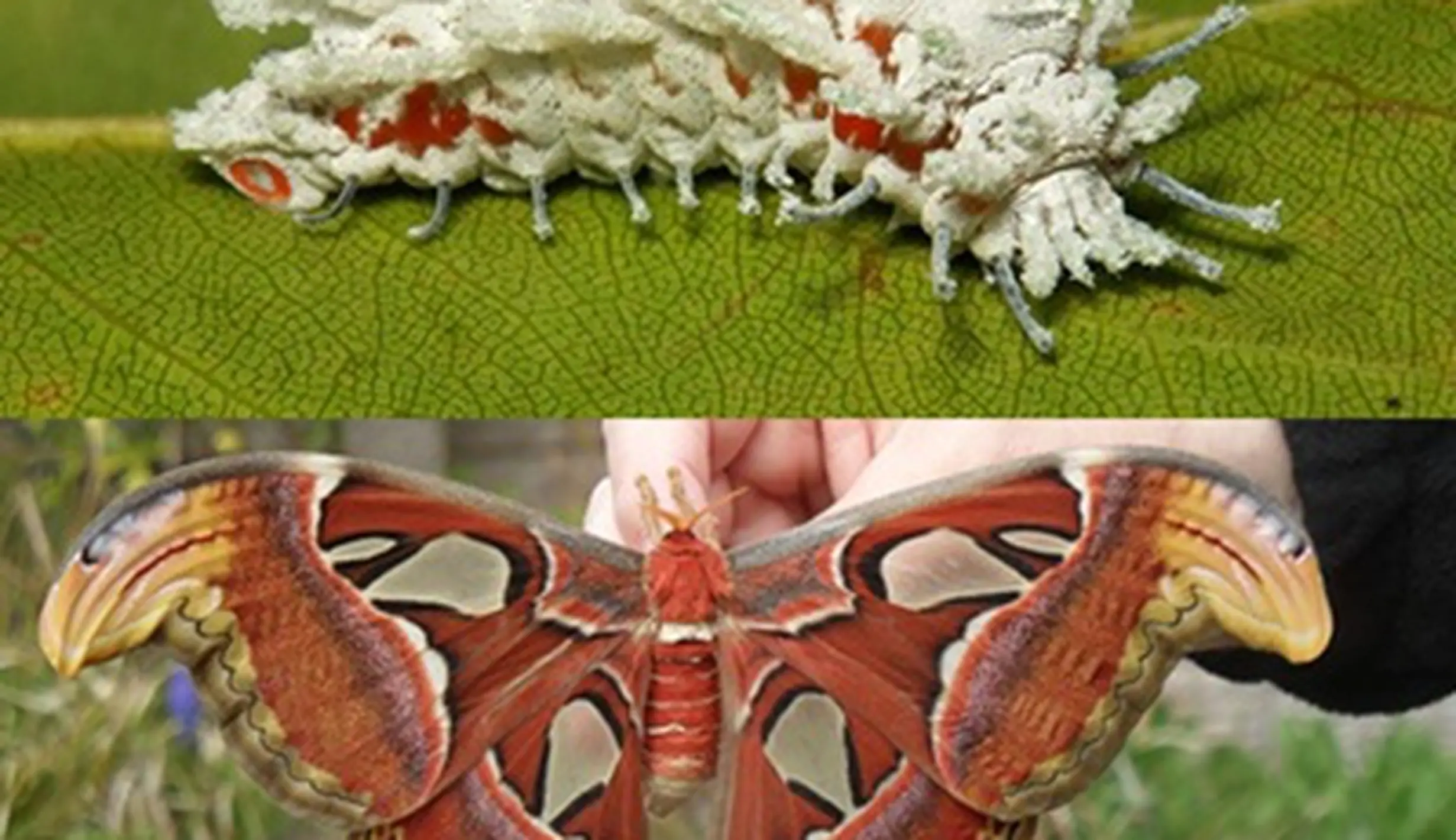 Sebelum Jadi Kupu-Kupu: Lihat Betapa Cantiknya Ulat Ini - Photo Fimela.com