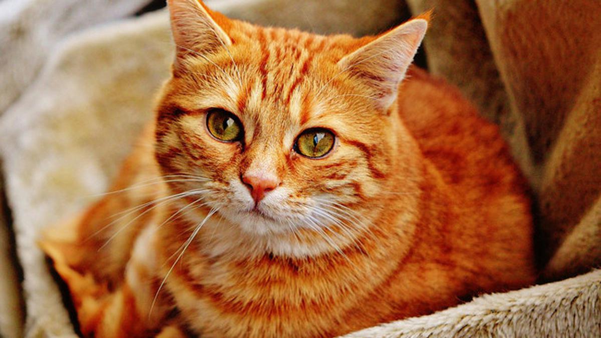 Ubah Telinga Kucing Agar Mirip Mickey Mouse, Operasi untuk Hewan Jadi ...