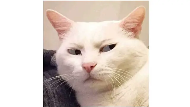 7 Ekspresi Kucing Ini Viral di Media Sosial, Kocak Abis - Hot Liputan6.com