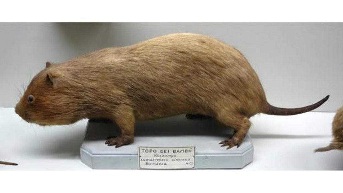 Top 3: Tikus 'Raksasa' Ternyata Ada di Sumatera