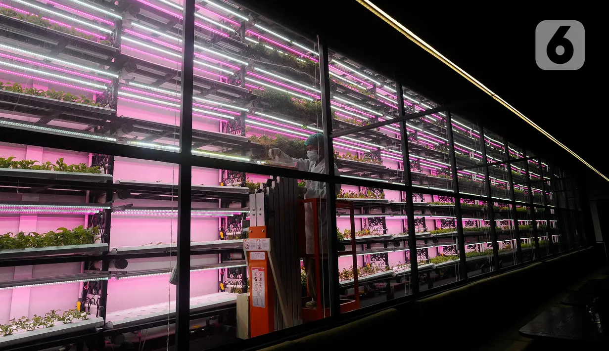 Unik, Kafe di Tangerang Selatan Hadirkan Pertanian Dalam Ruangan - Foto ...