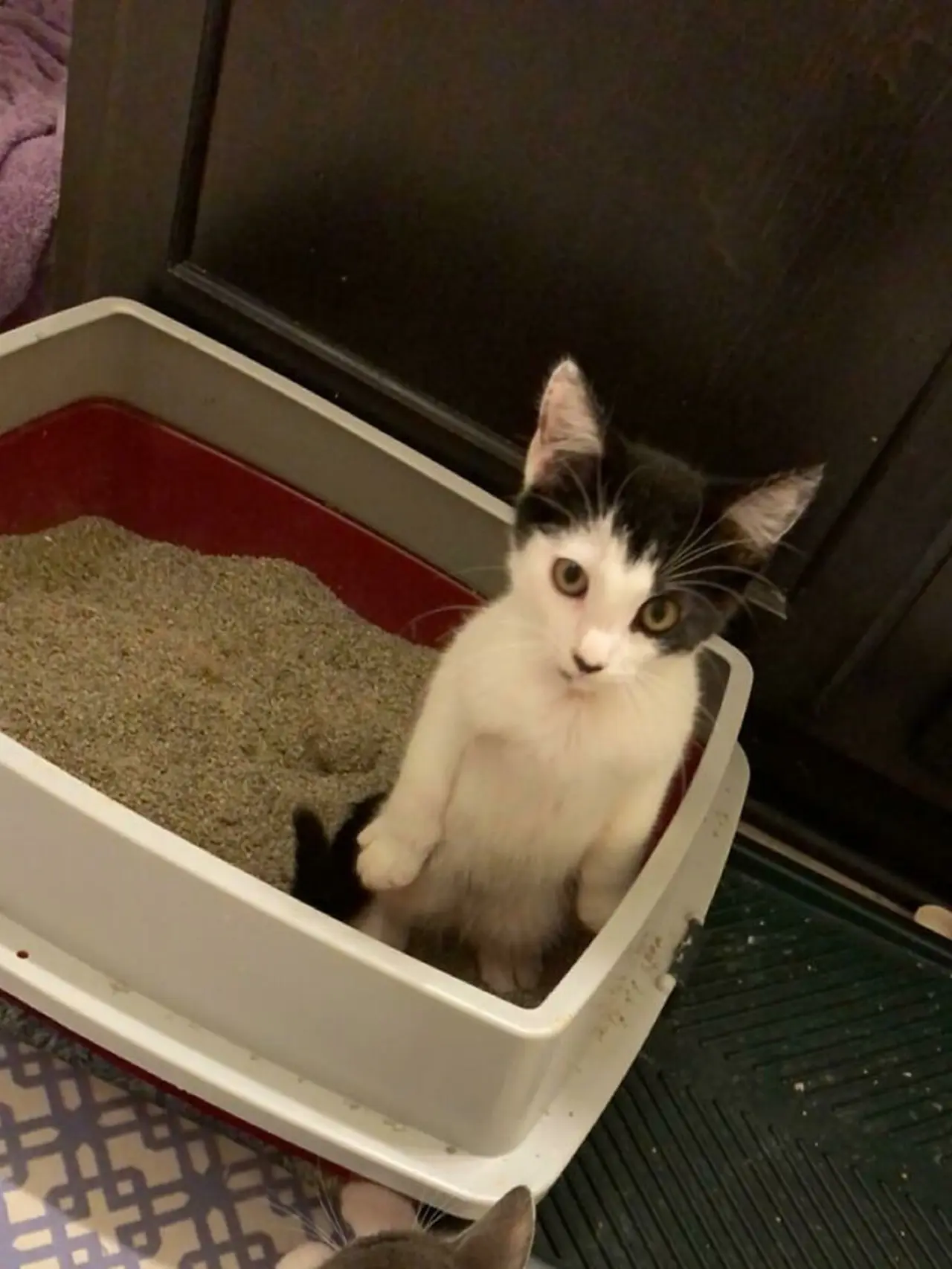 6 Potret Aksi Kucing Berdiri dengan Dua Kaki, Bikin Melongo - Hot ...