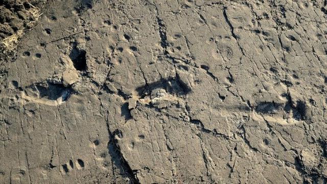 Ditemukan Fosil Jejak Kaki Raksasa, Leluhur Manusia? - Global Liputan6.com