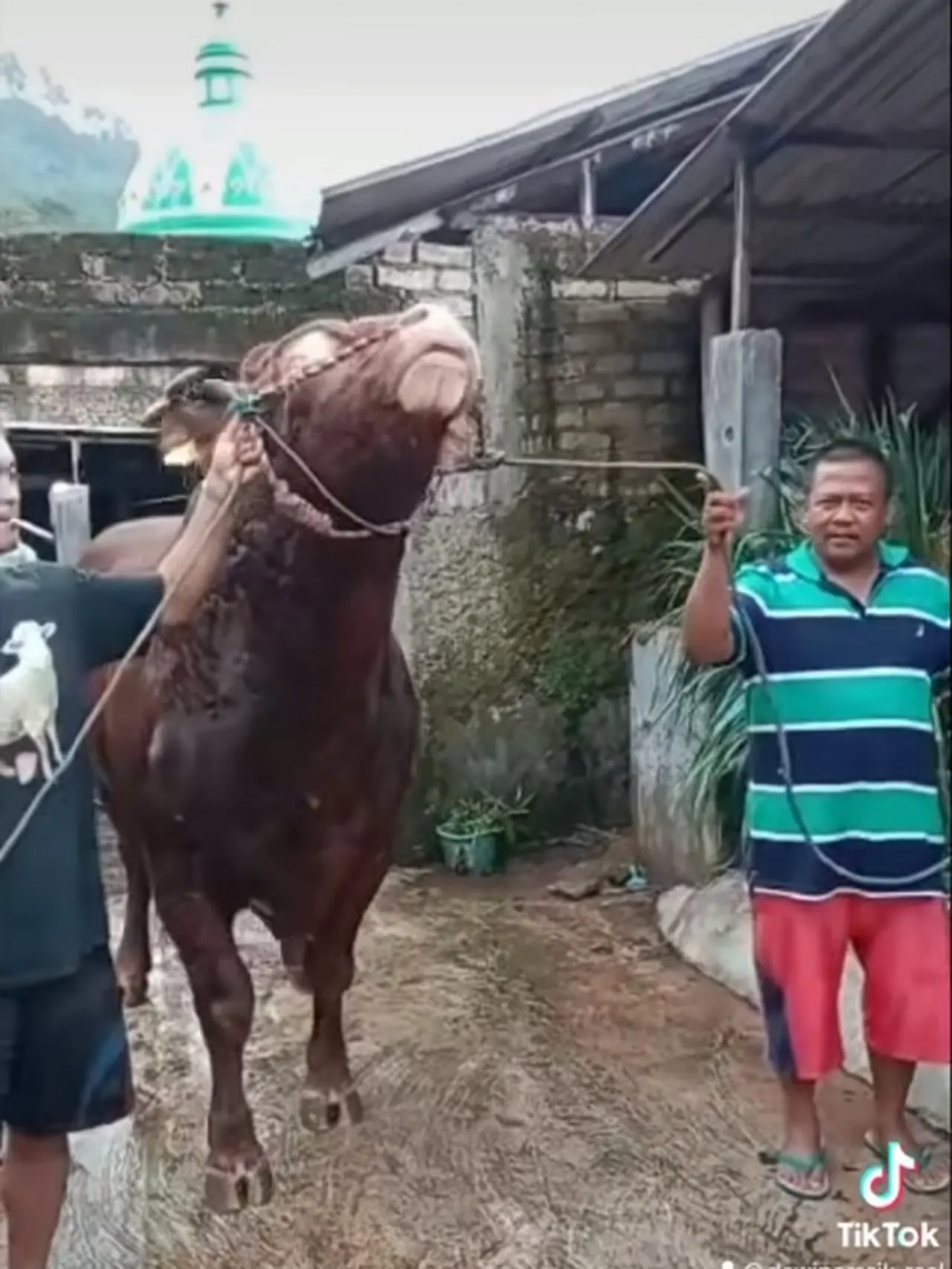 Top 3: Nasib Sapi Kurban Dewi Perssik Bikin Penasaran - Bisnis Liputan6.com